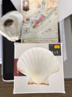 DIY Decoupage Seashell on Canvas: Custom Coastal Map Decor